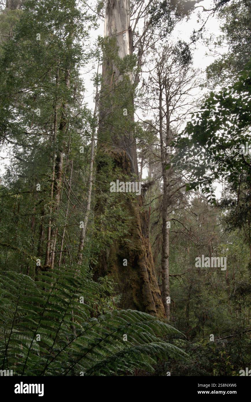 Swamp Gum, (Mountain Ash) Eucalyptus regnans And Tree Ferns, Dicksonia ...