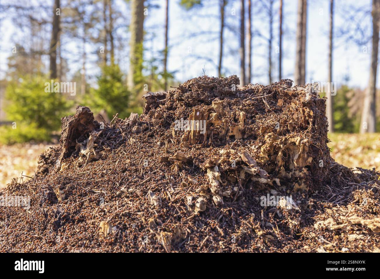 Tree stump with ants on a sunny early spring day in a forest Stock ...