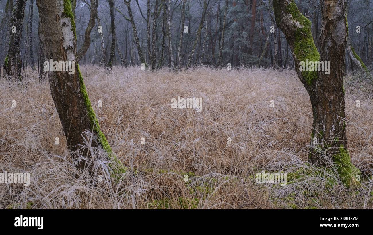 View of frozen grasses and birch trees covered with moss in the forest ...