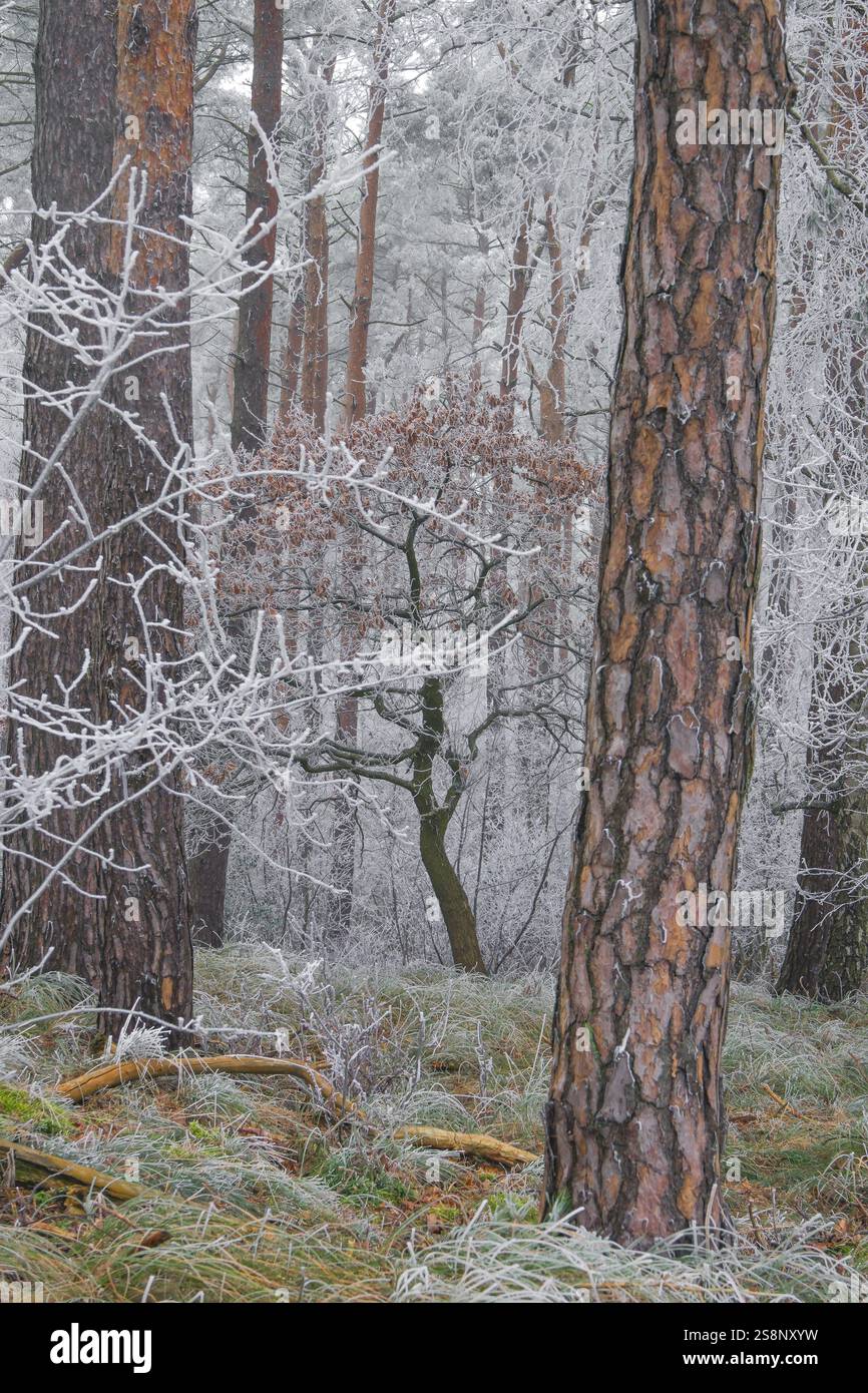 View of a small oak tree frozen with hoarfrost in a spruce forest ...