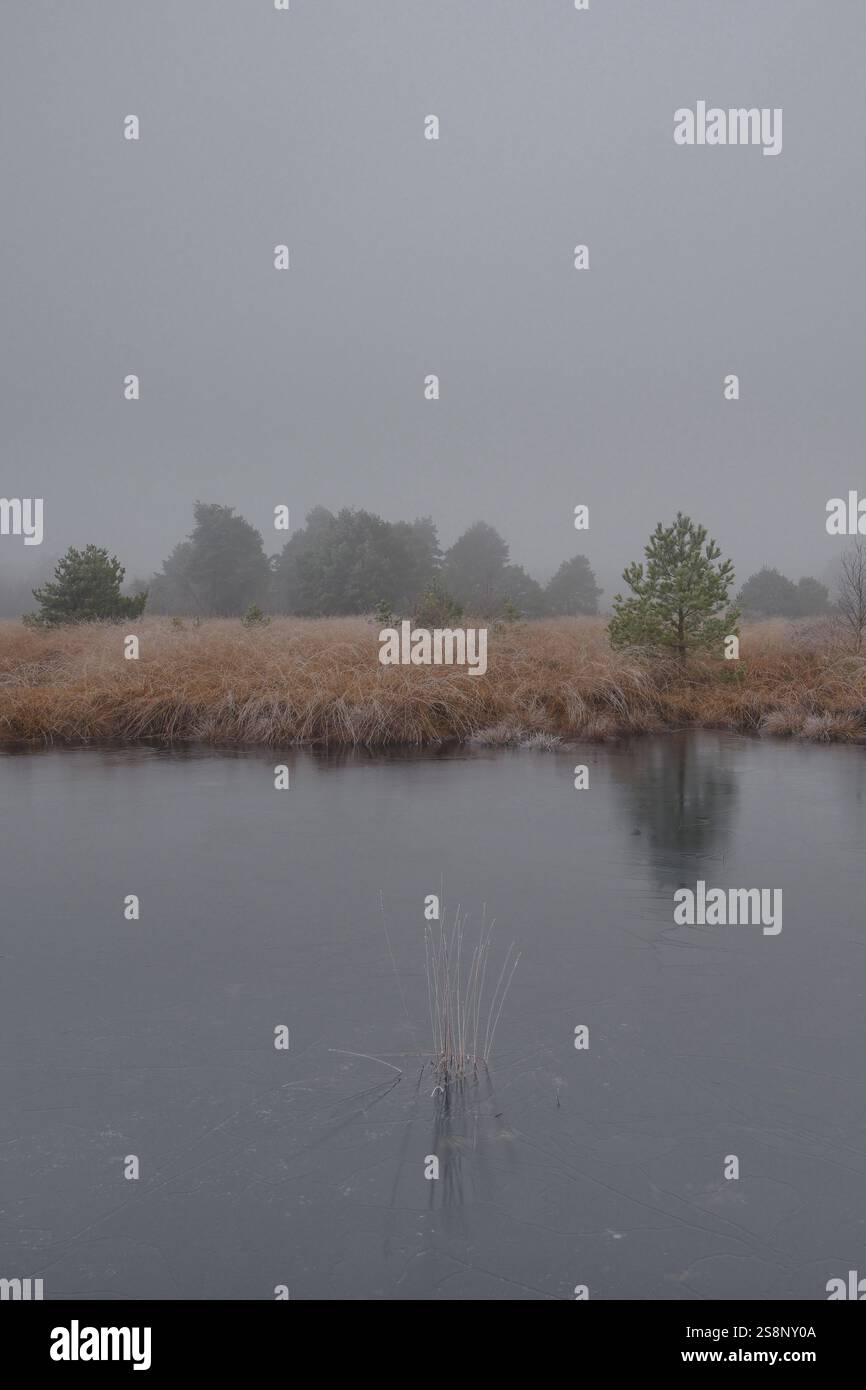 View of a frozen pond in the moor with hoarfrost frozen vegetation ...
