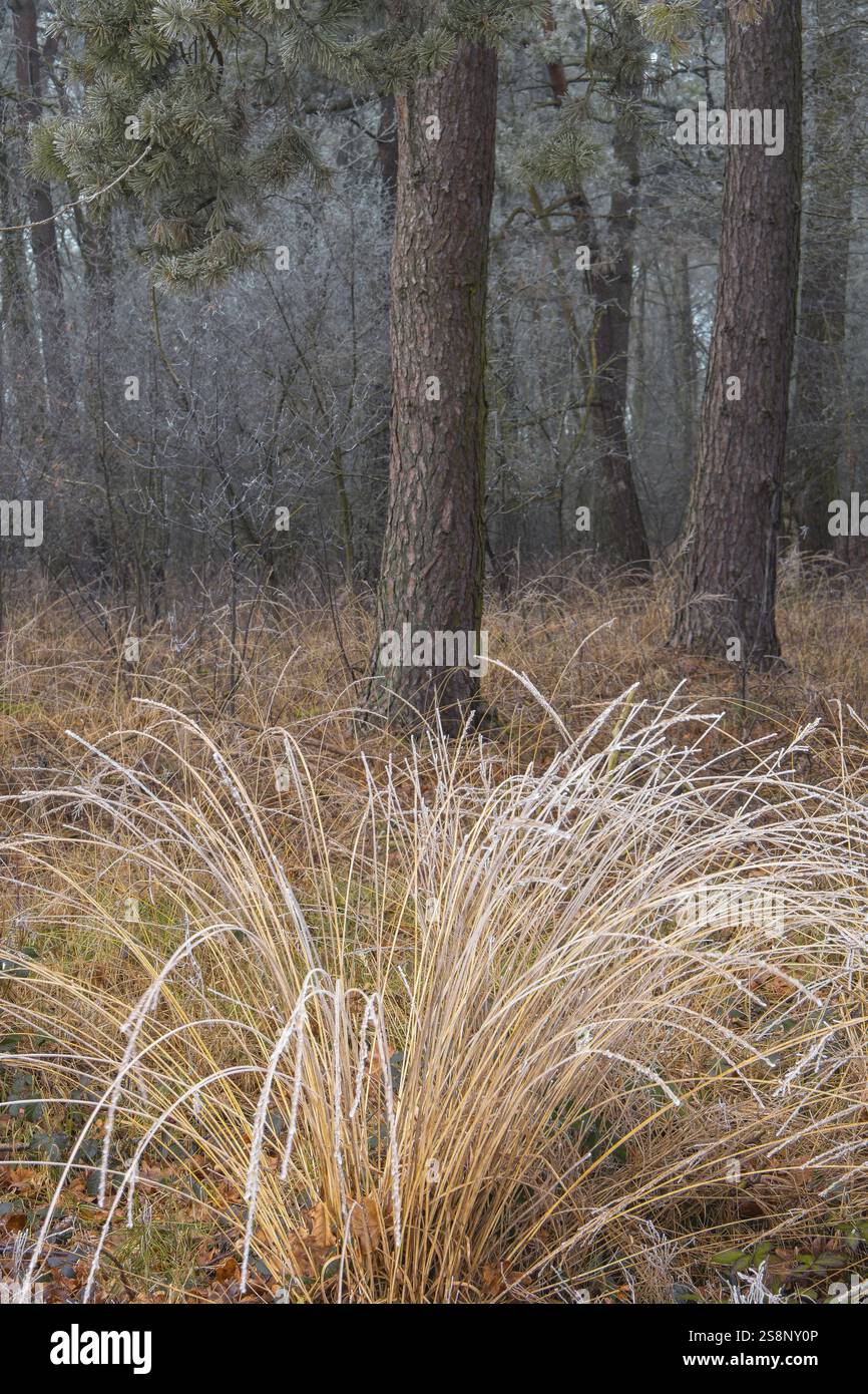 View of frozen grasses in spruce forest, landscape photo, nature photo ...