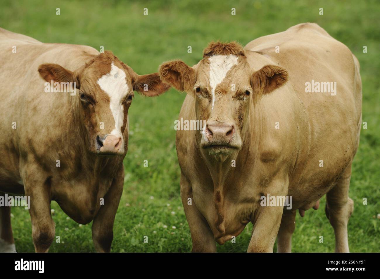 Two cattle standing on a green meadow with expressive faces, cattle ...