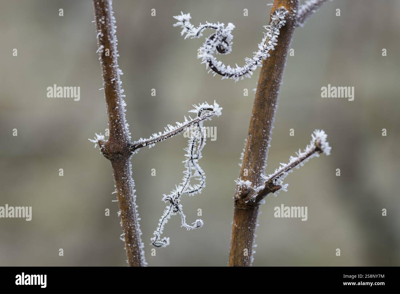 Playful arrangement of frozen branches of a grapevine showing the frost ...