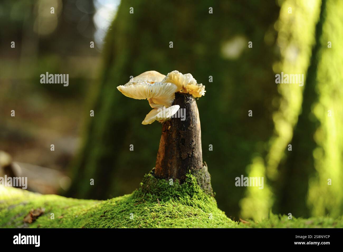 Mushrooms growing from a moss-covered tree stump in a forest with a sun ...
