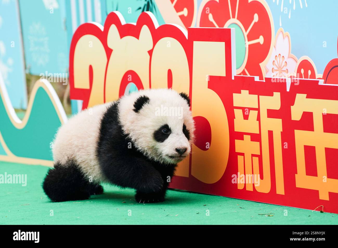 (250123) -- CHENGDU, Jan. 23, 2025 (Xinhua) -- A giant panda cub is pictured during a group ...