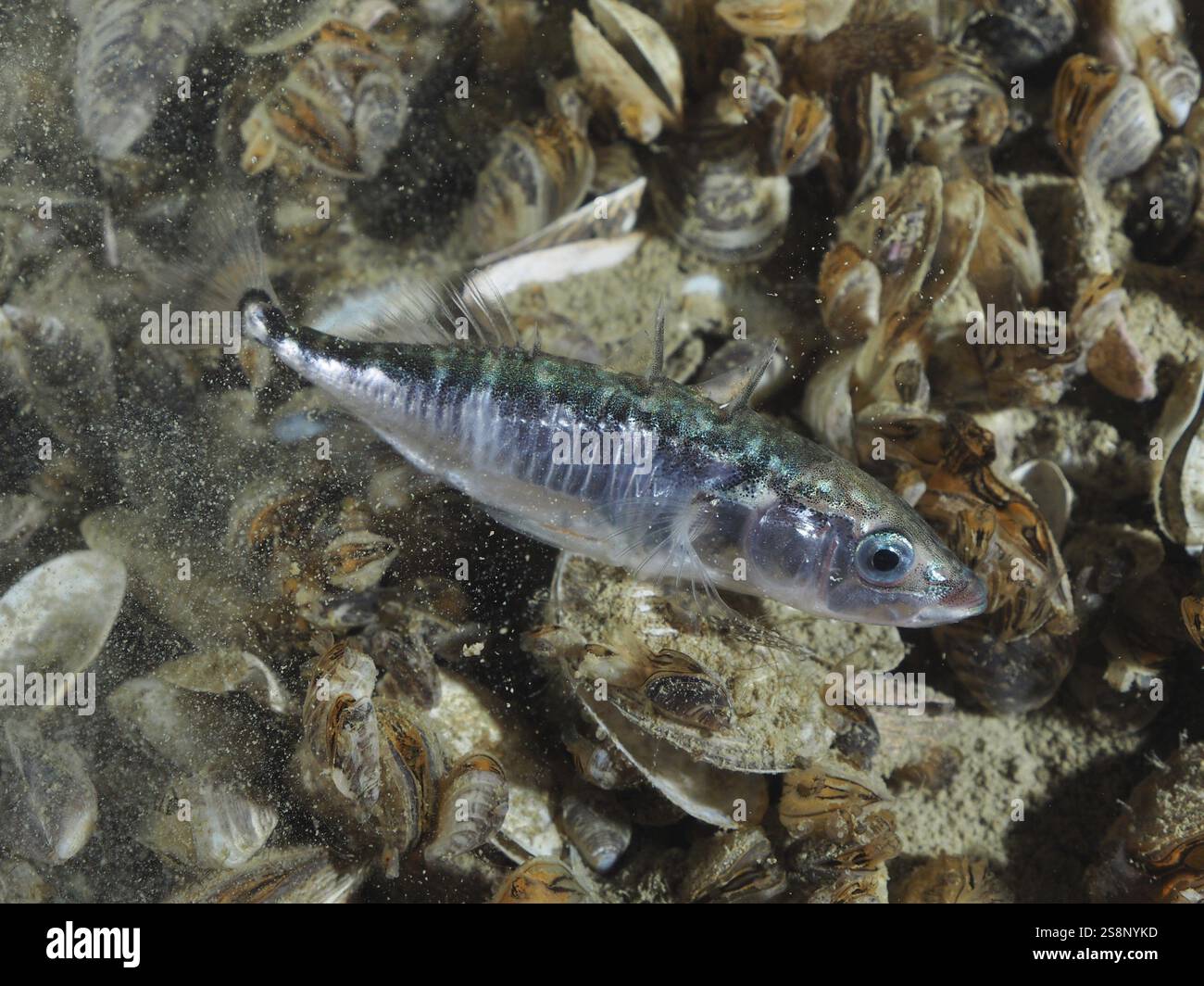 Three-spined stickleback (Gasterosteus aculeatus) swimming near quagga ...