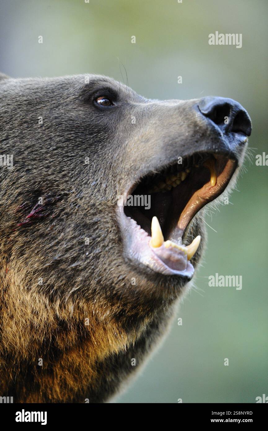 Brown bear with open mouth showing its impressive teeth, Eurasian brown bear (Ursus arctos ...
