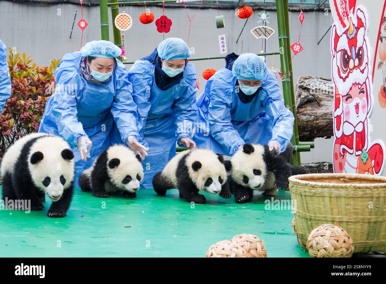 (250123) -- CHENGDU, Jan. 23, 2025 (Xinhua) -- Giant panda cubs are pictured during a group ...