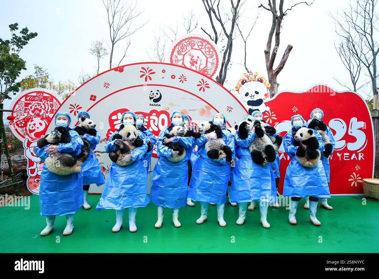 (250123) -- CHENGDU, Jan. 23, 2025 (Xinhua) -- Staff members holding giant panda cubs pose for a ...