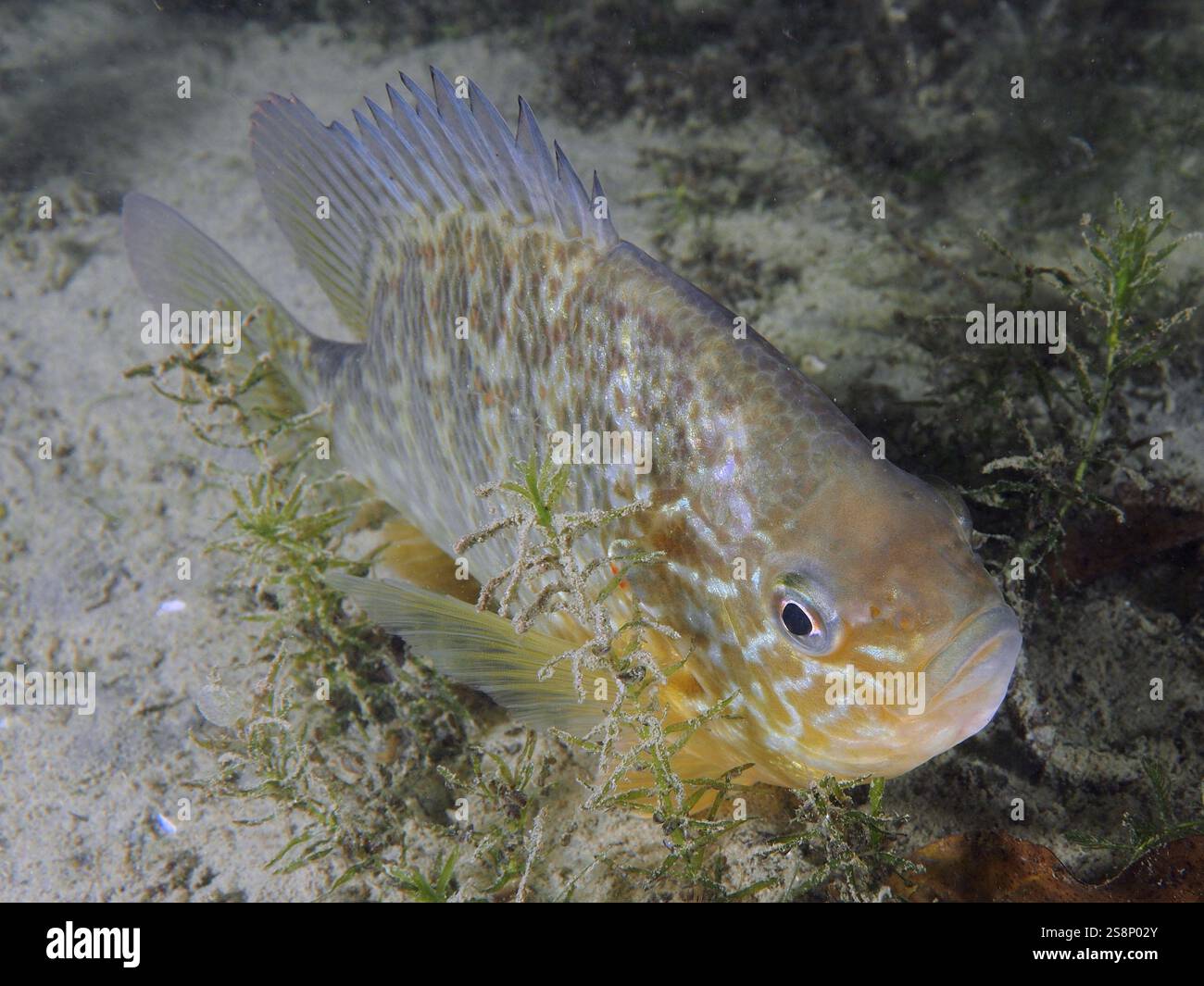 A fish with colourful scales, pumpkinseed sunfish (Lepomis gibbosus ...