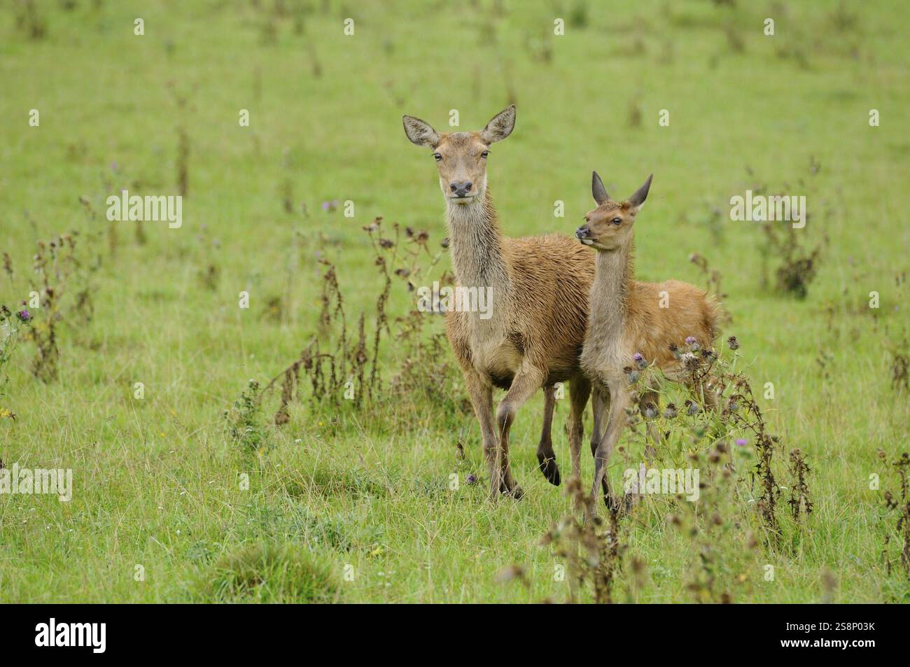 Two deer standing together in a green meadow, surrounded by plants, red ...