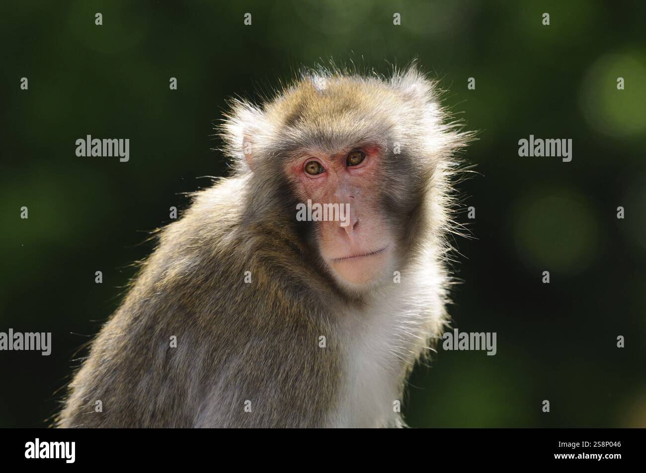 Red faced macaque hi-res stock photography and images - Alamy