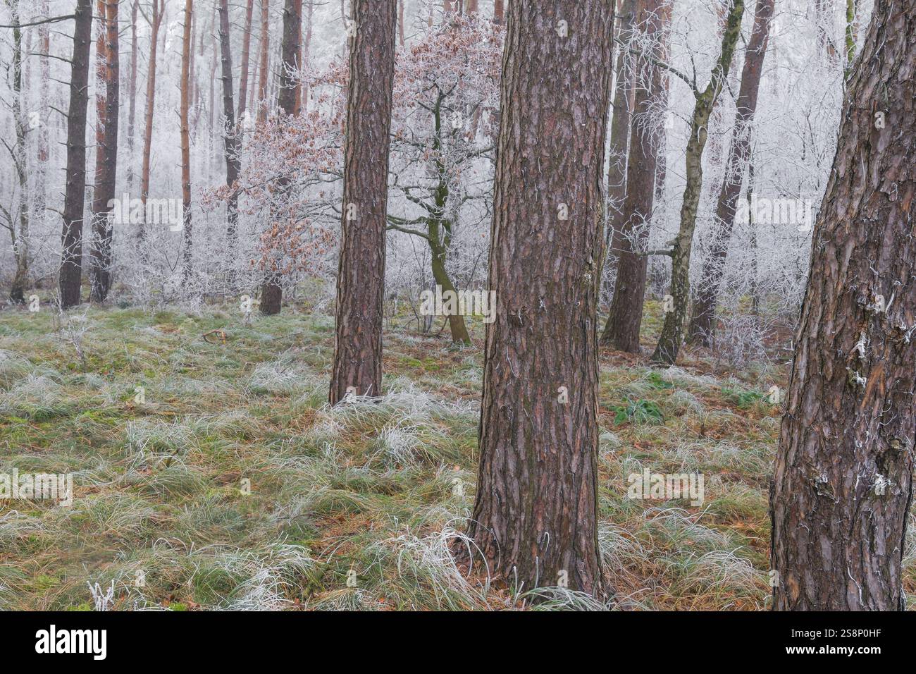 View of a small oak tree frozen with hoarfrost in a spruce forest ...