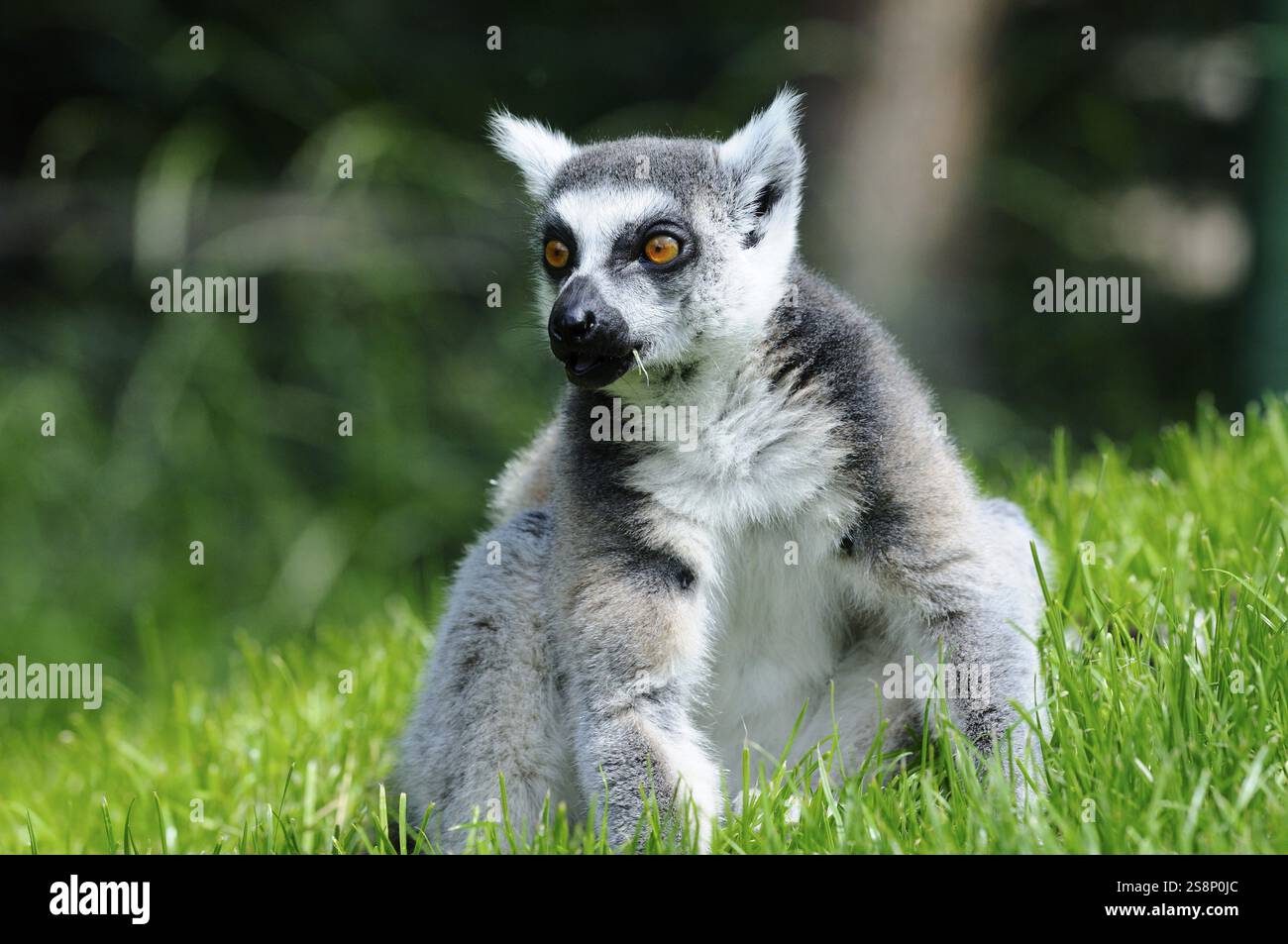 A sitting lemur on the meadow with an attentive expression on its face ...