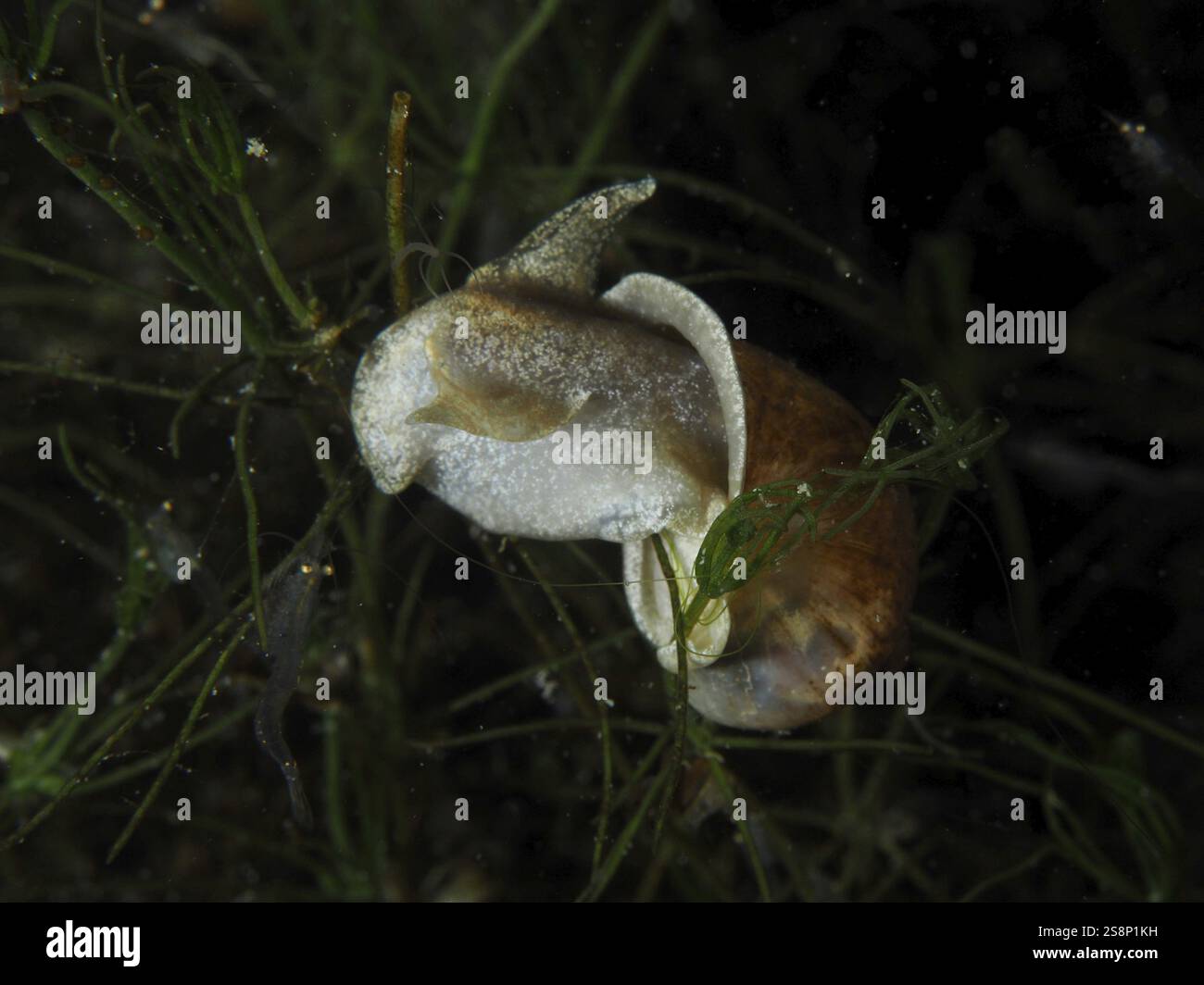 River cover snail, Viviparus viviparus (Viviparus viviparus) with ...