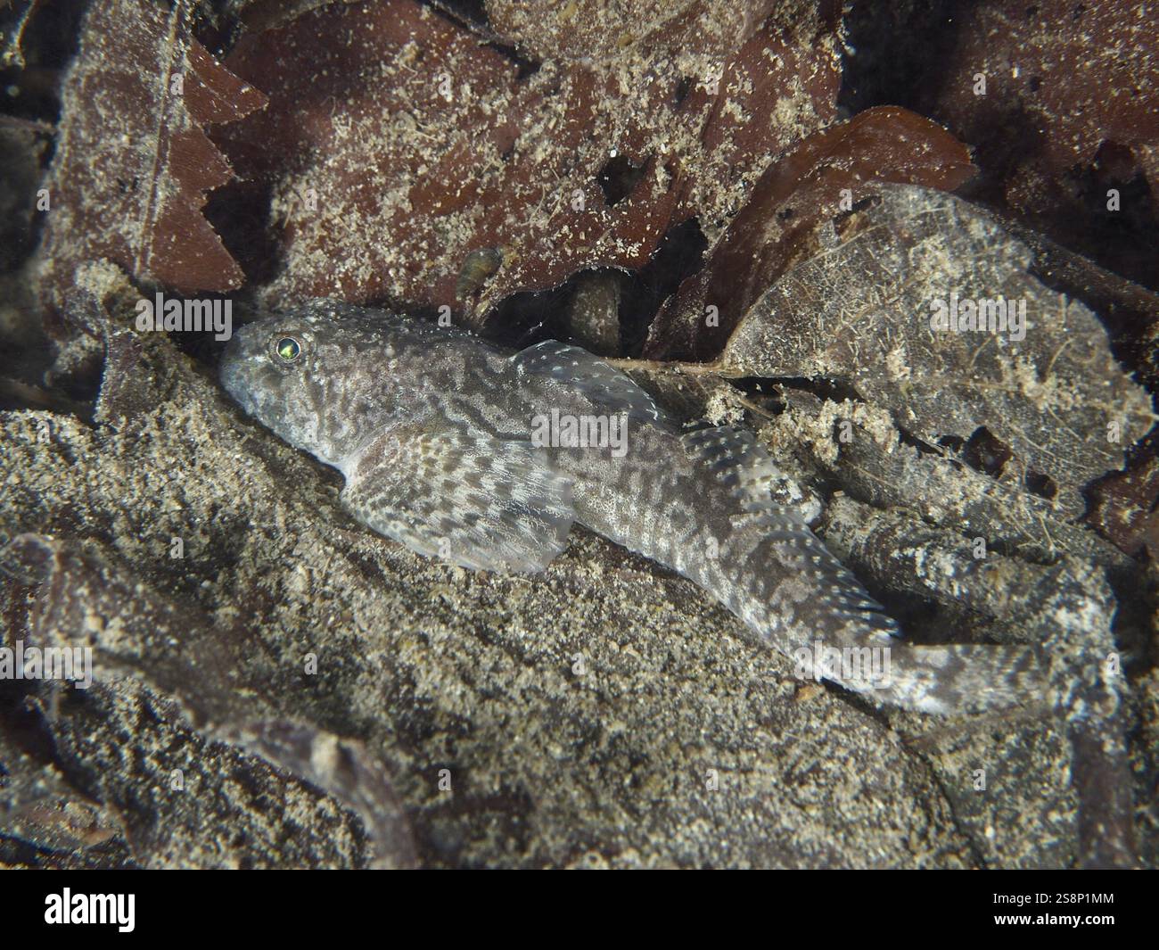 A fish, bullhead, bullhead, western bullhead, bullhead, millhead ...