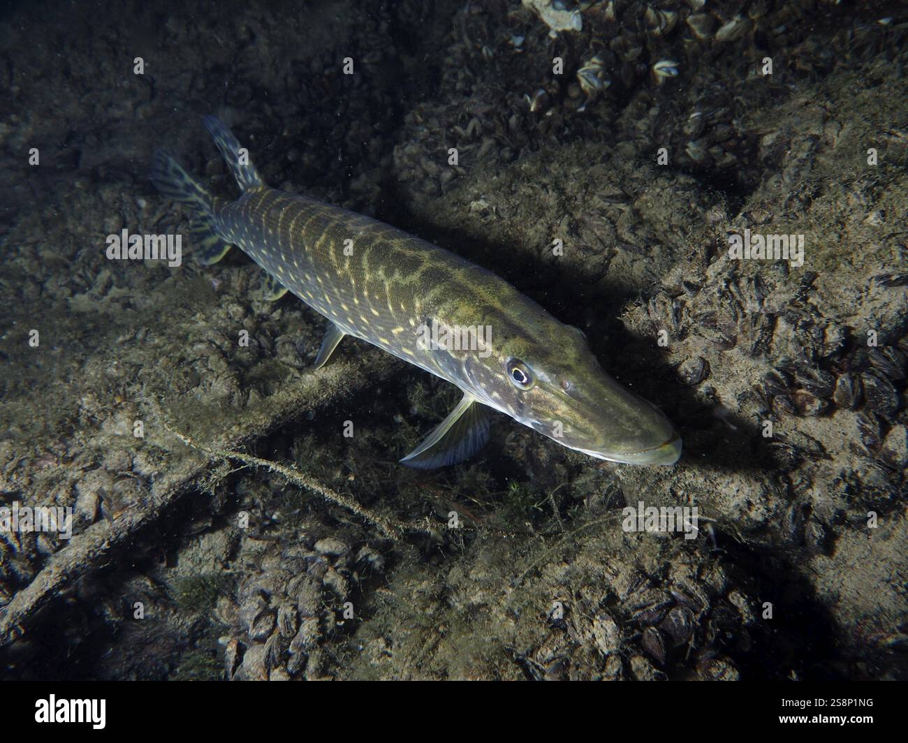 A pike (Esox lucius) close to the bottom, perfectly camouflaged in the ...
