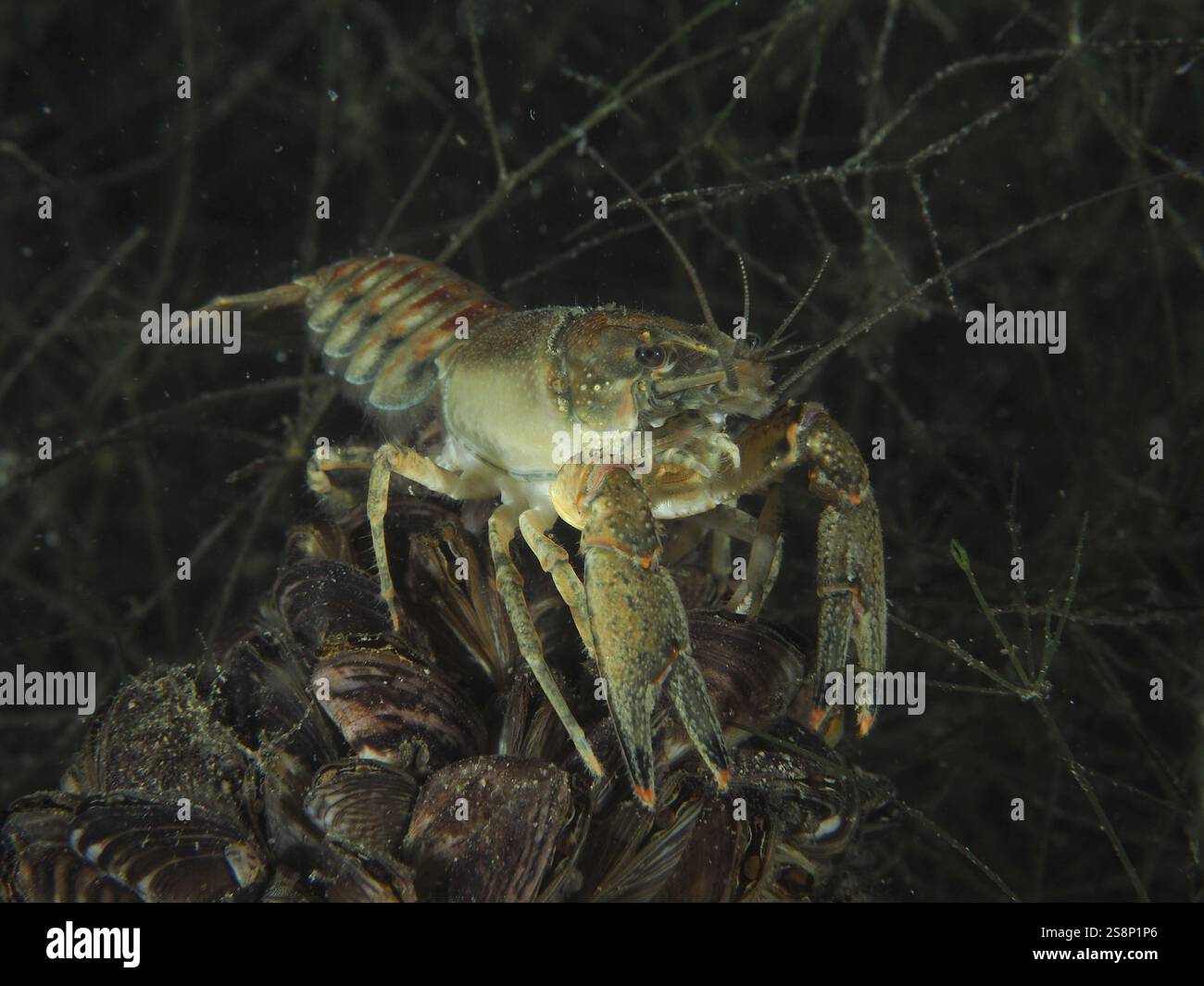An American crayfish (Faxonius limosus), invasive species, sitting on a ...