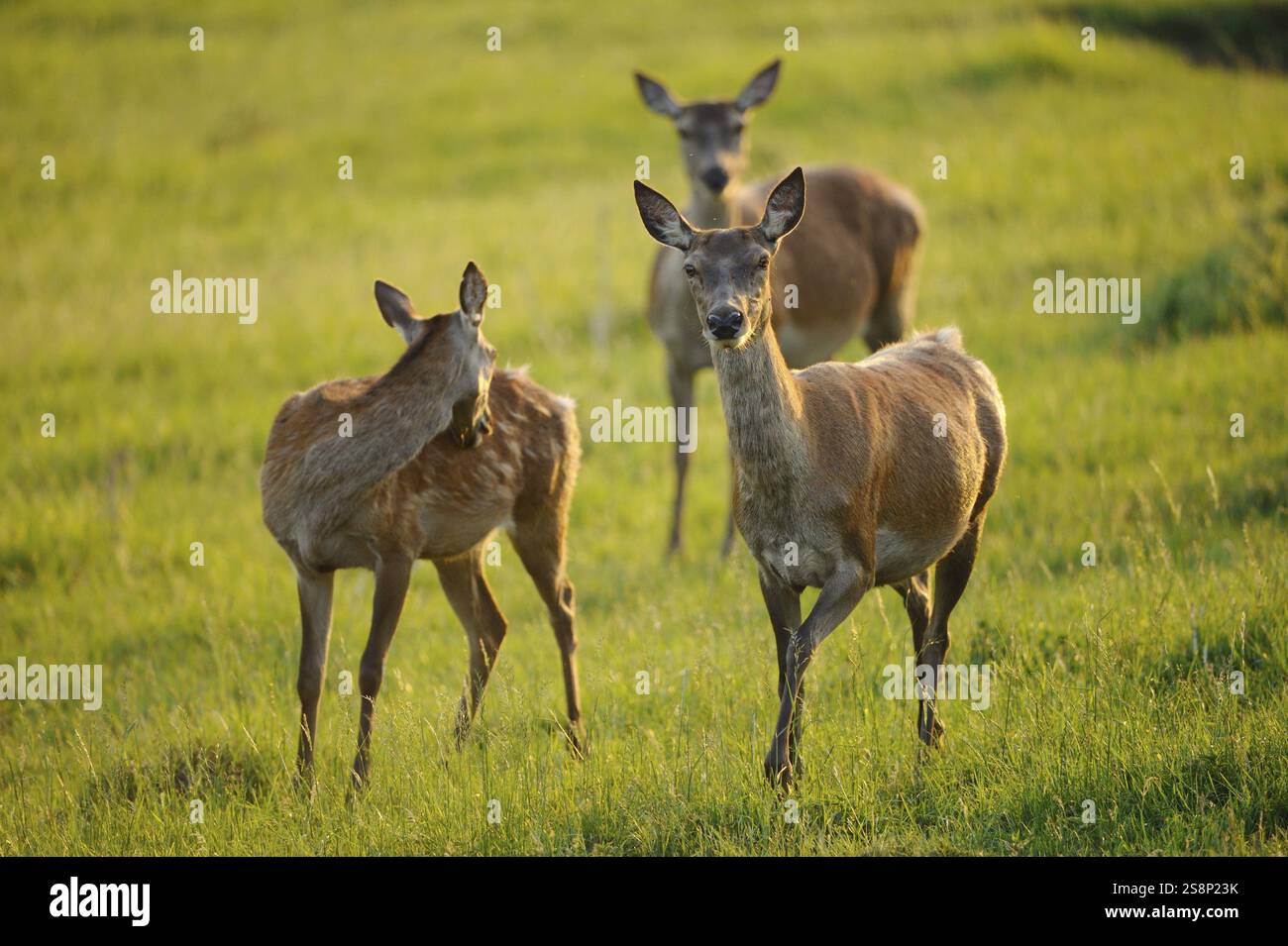 Three deer standing close together on a green meadow, red deer (Cervus ...