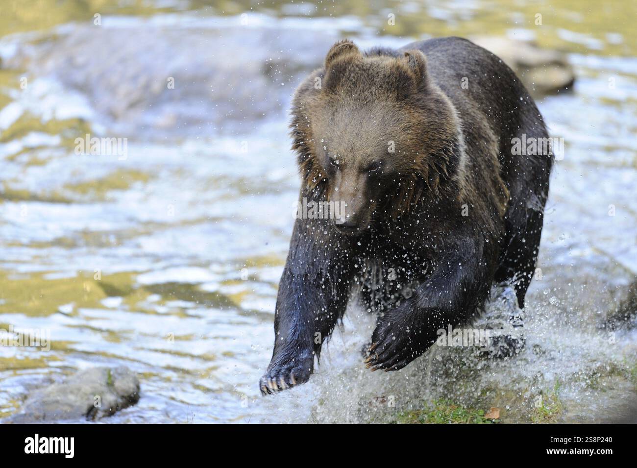 Bear jumping in the water of a river, surrounded by nature and rocks ...