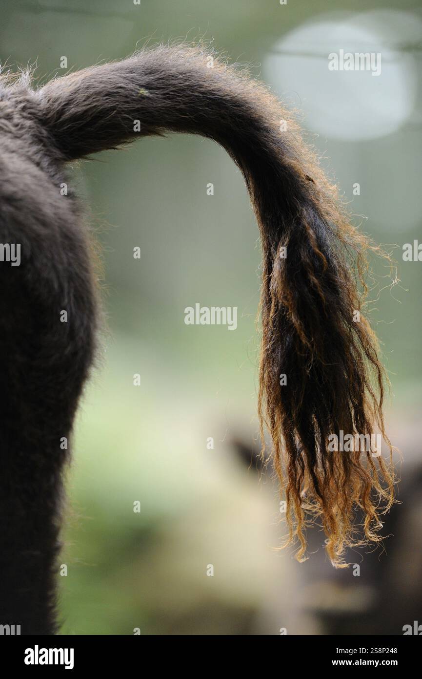Close-up of the tail of a bison in the forest, showing the structure of ...