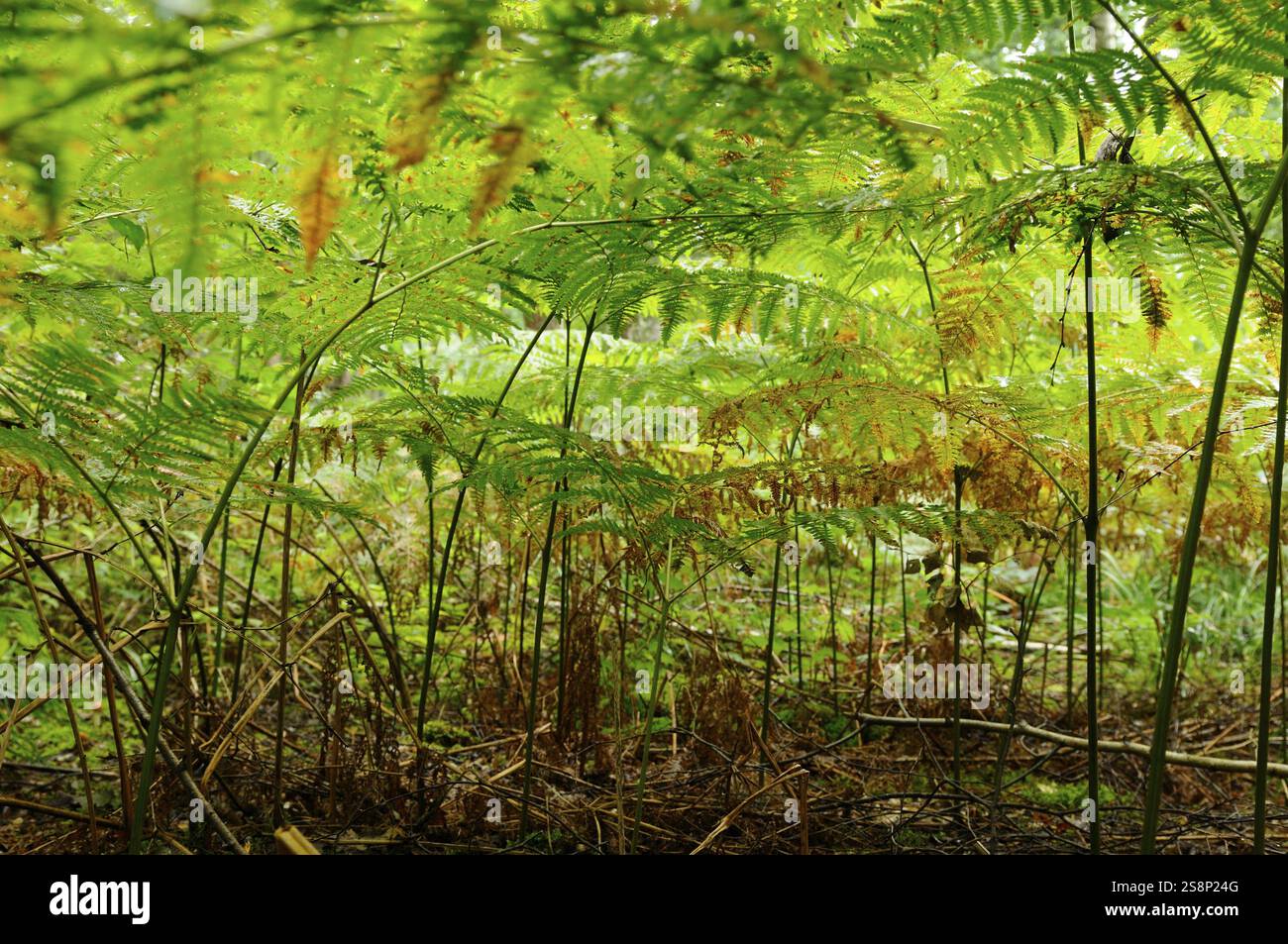 Dense green ferns in a natural forest setting, permeated by soft light ...