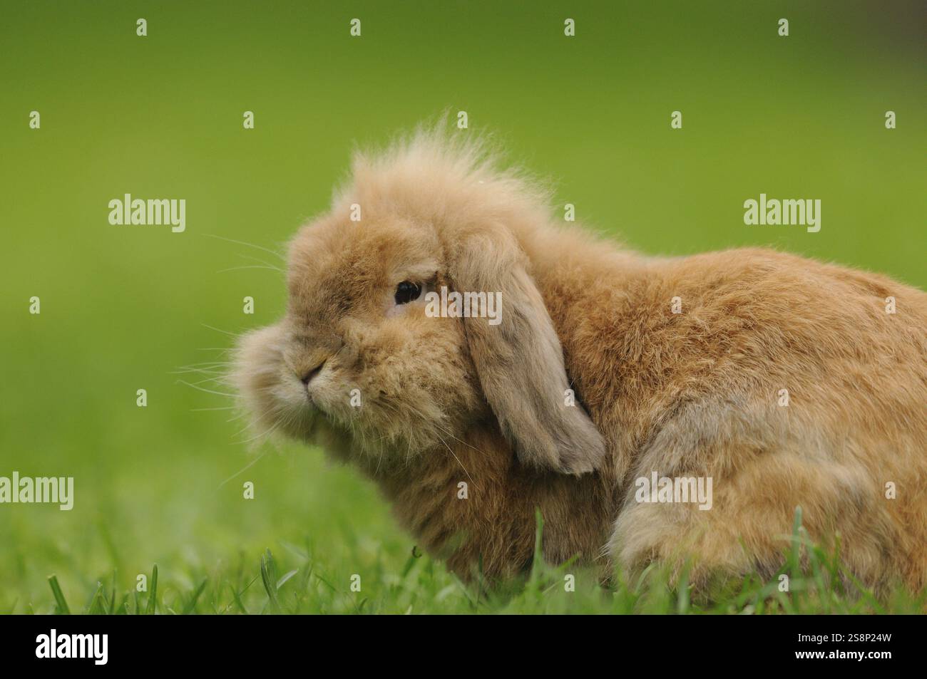 Fluffy hare with long ears resting in the grass, domestic rabbit (Oryctolagus cuniculus forma ...