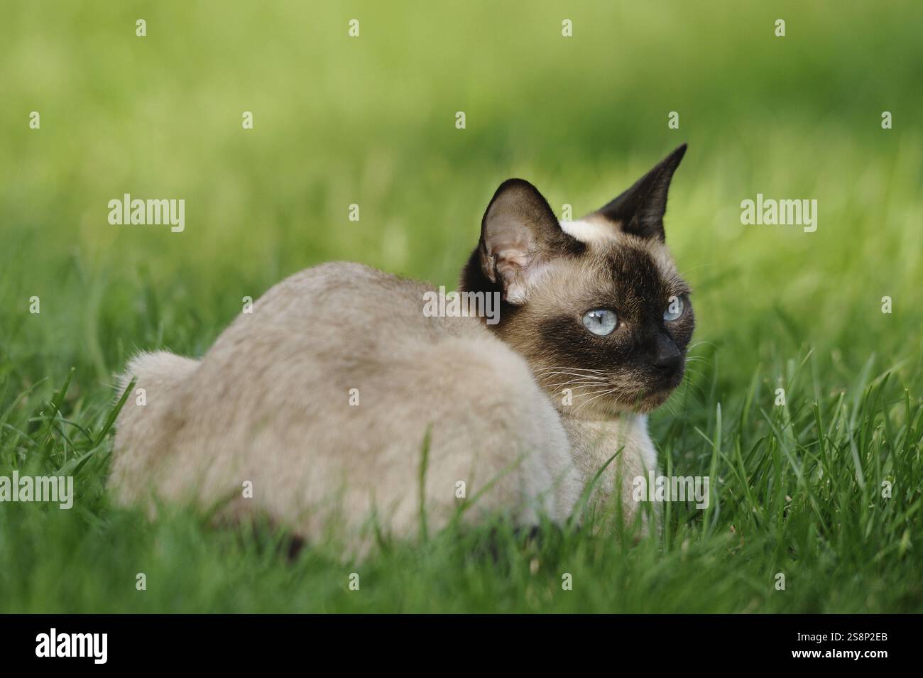 Siamese cat lies relaxed on a green meadow and looks curiously ...