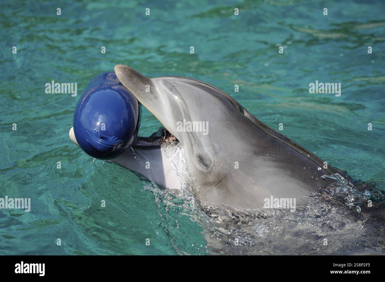Dolphin with a blue toy in the water, Bottlenose dolphin (Tursiops ...