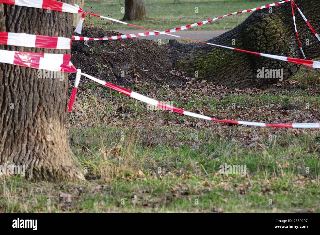 Closed-off danger zone, fallen tree, Germany, Europe Stock Photo - Alamy