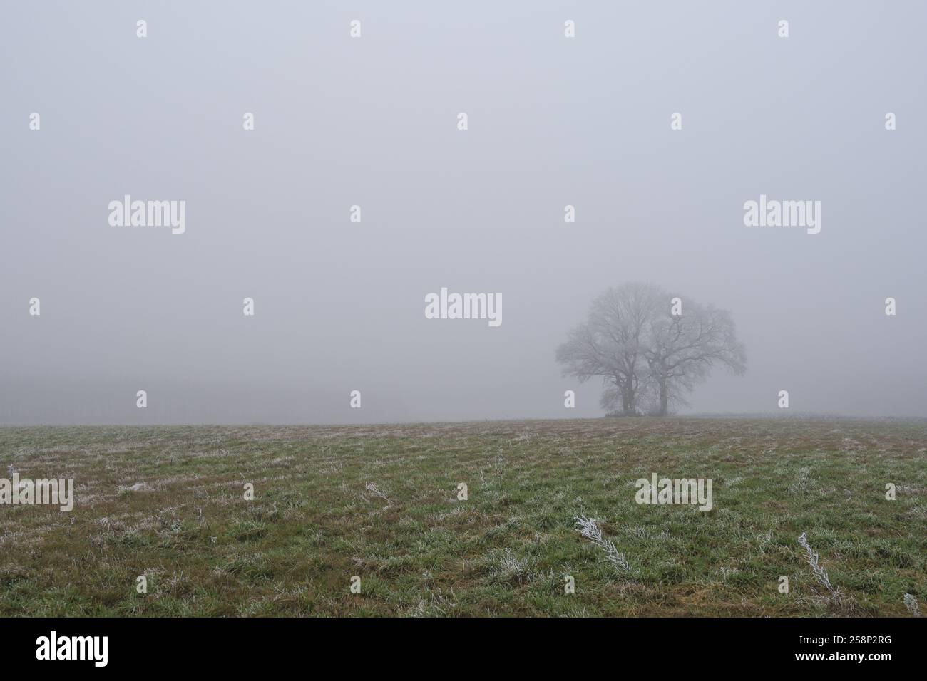 Foggy landscape with three trees and in the foreground frozen grasses ...