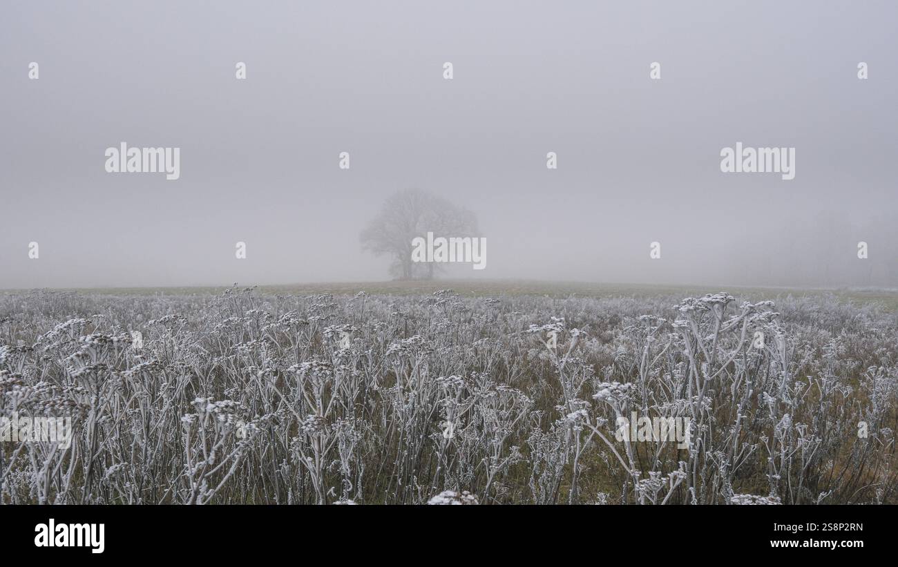 Foggy landscape with three trees and frozen grasses in the foreground ...