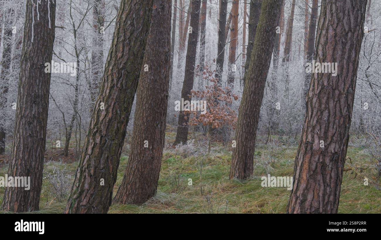 View of a small oak tree frozen with hoarfrost in a spruce forest ...