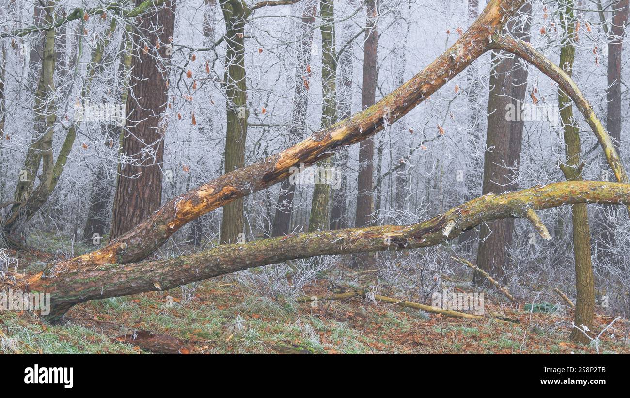View of a spruce frozen with hoarfrost in the forest, landscape photo ...