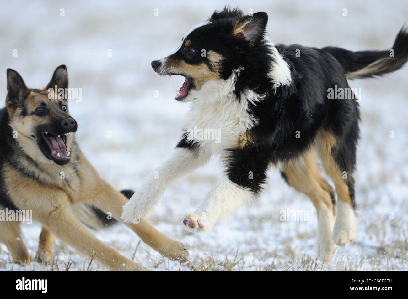 Two dogs playing lively in the snow on a wintry field, Australian ...