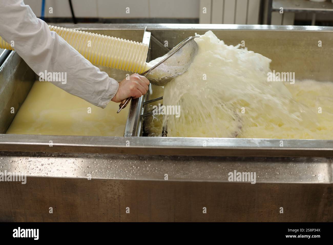 Person in white uniform pouring fresh cheese curd from ladle into ...