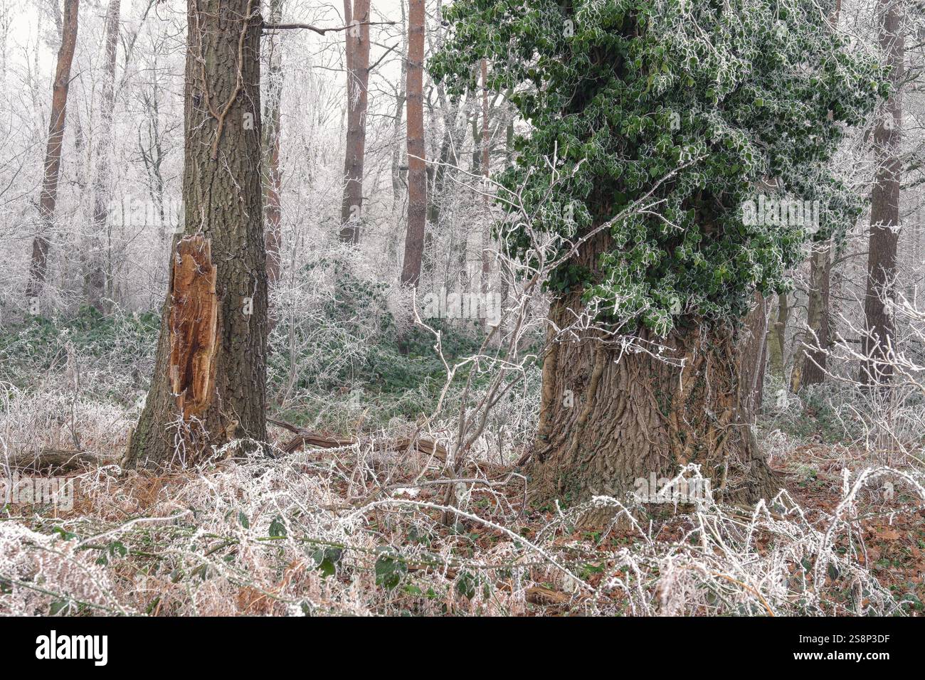 View of a damaged tree frozen with hoarfrost and a tree overgrown with ...
