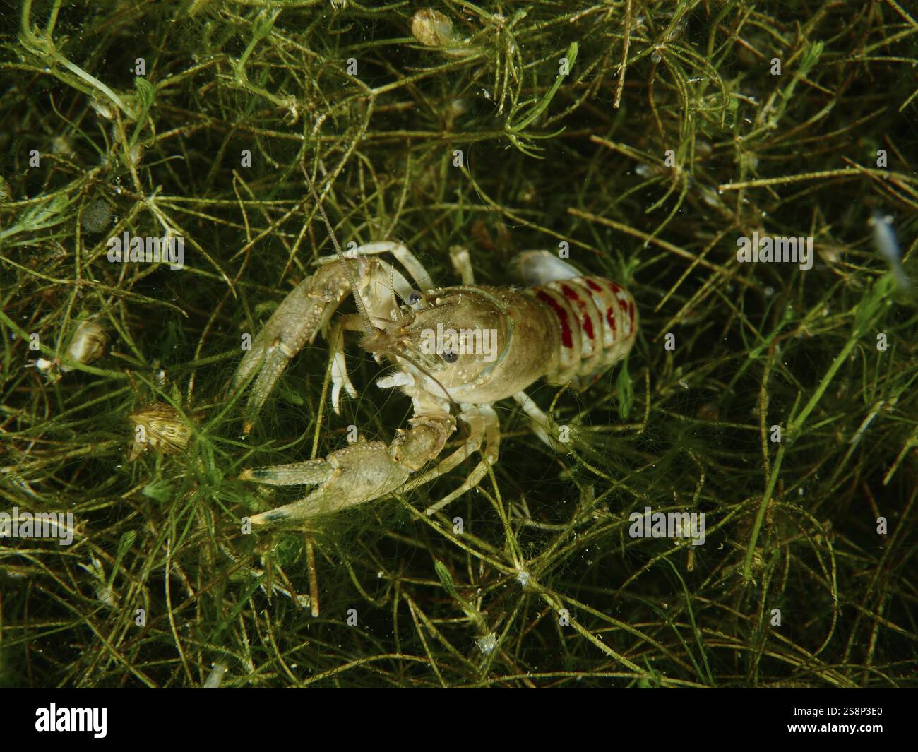 A crayfish (Faxonius limosus), American crayfish, invasive species, in ...