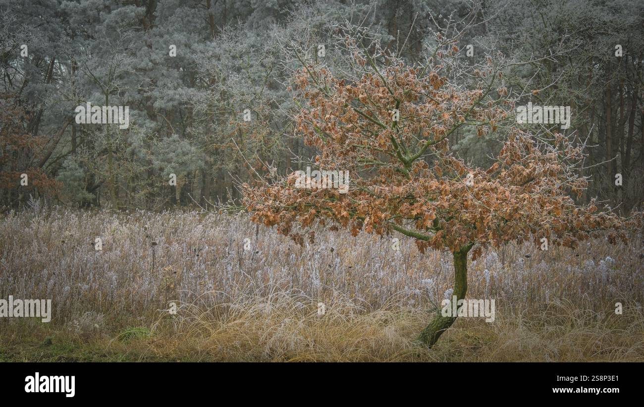 View of young oak tree growing at the edge of the forest with frozen ...