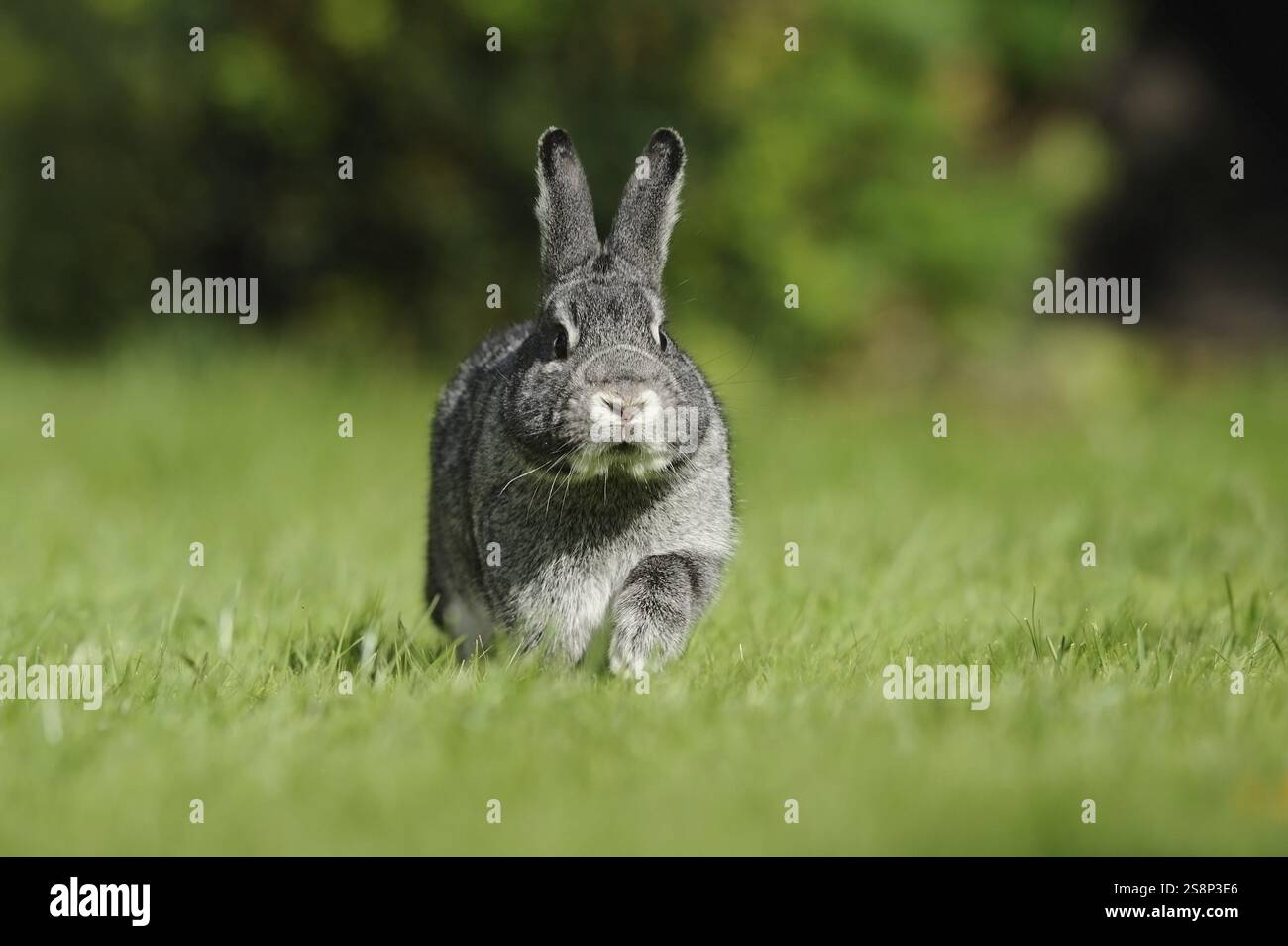 Grey hare in a meadow photographed from the front, domestic rabbit ...
