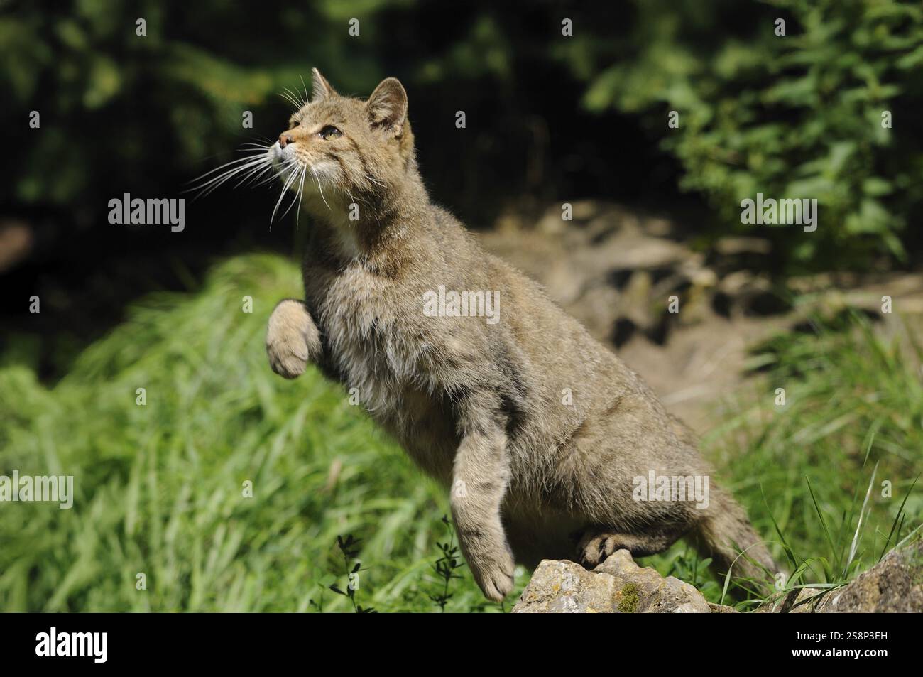 Wildcat in hunting pose with raised paw in green surroundings, wildcat ...