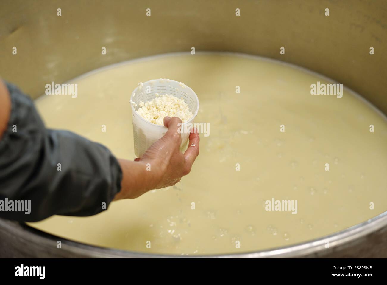 Hand holding container of cheese culture and adding contents to large ...
