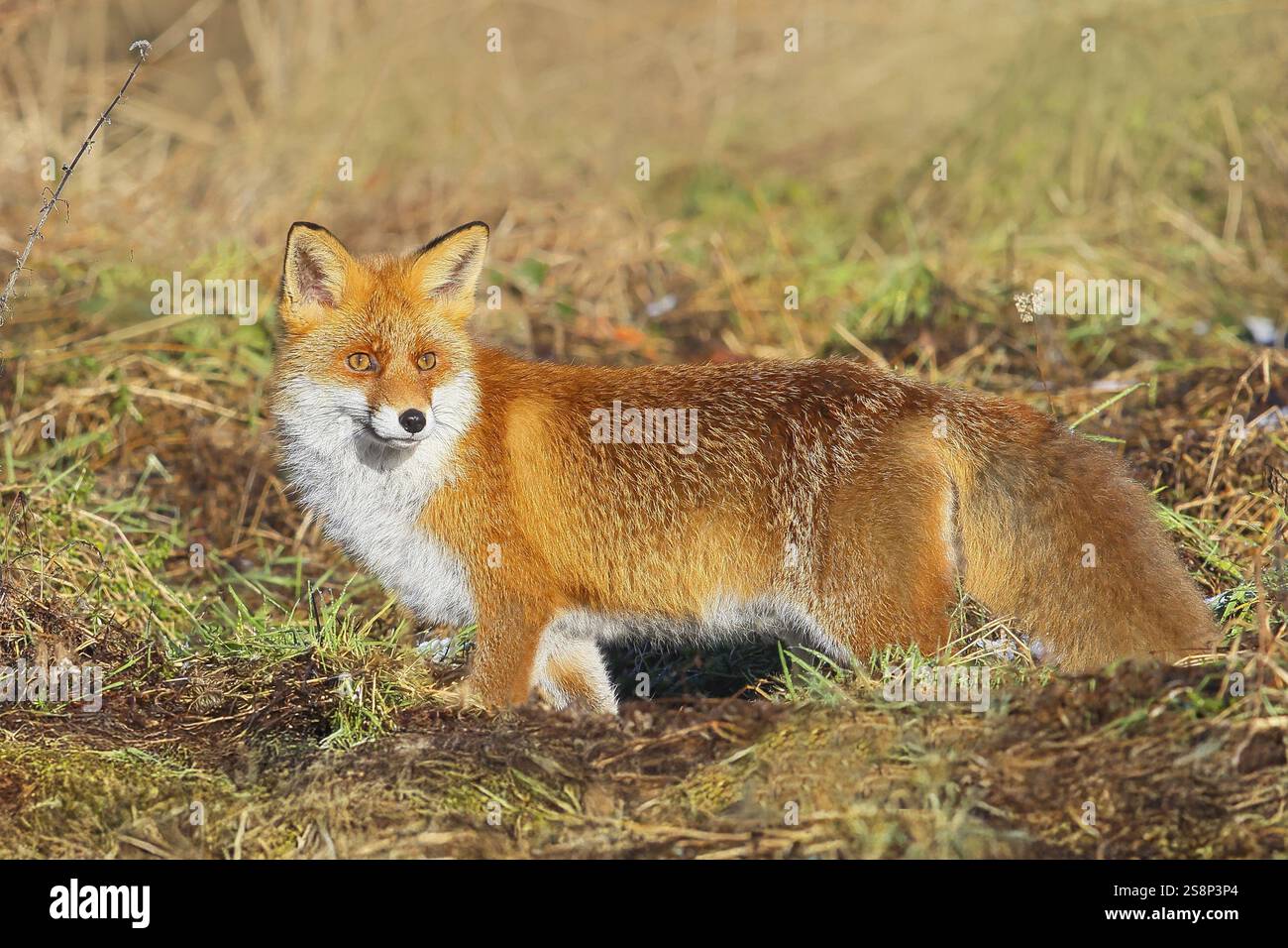 Red fox (Vulpes vulpes), adult animal standing attentively in a meadow ...