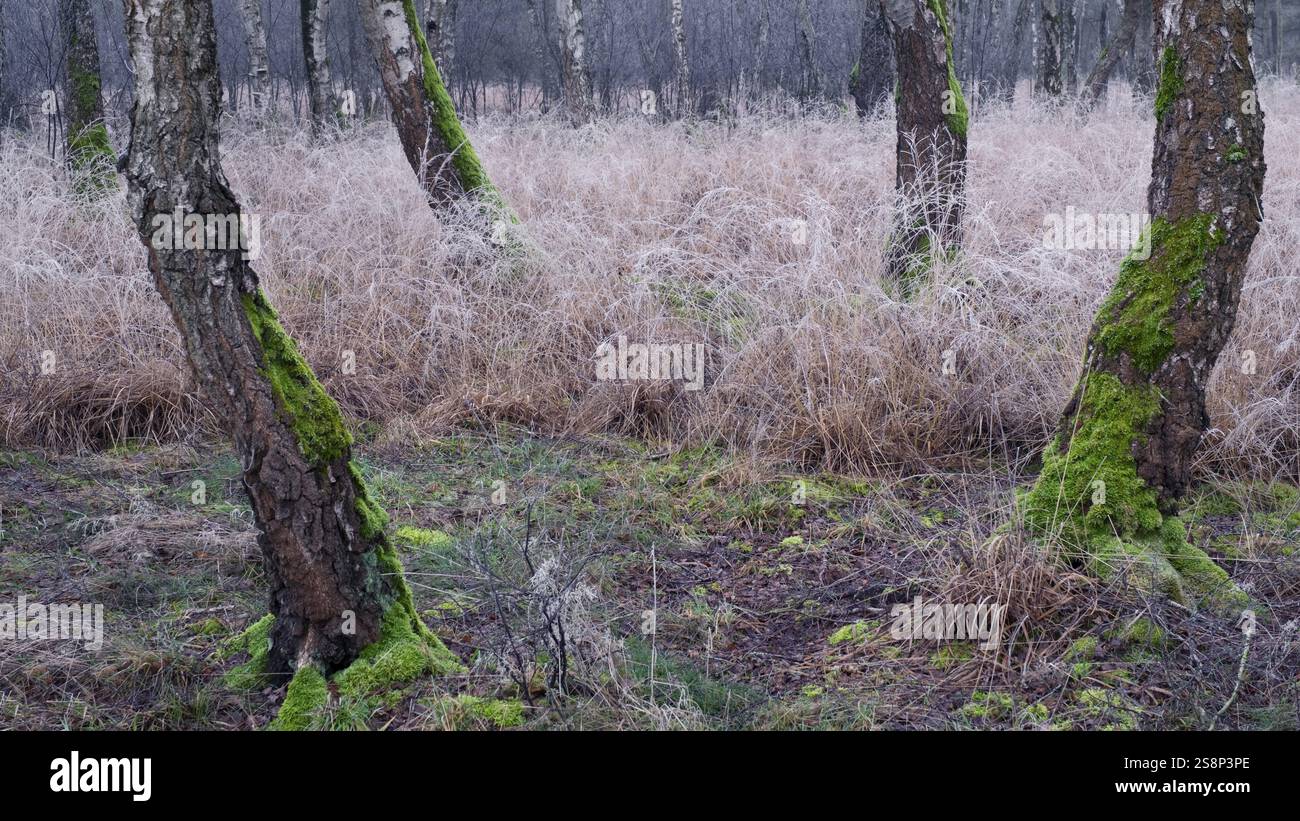 View of frozen grasses and birch trees covered with moss in the forest ...