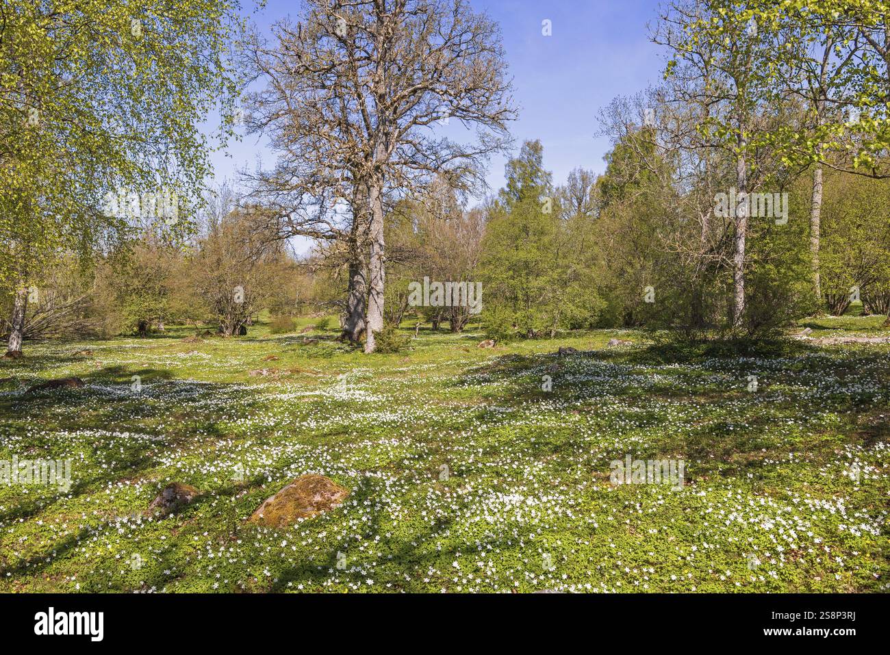 Flowering meadow with wood anemone (Anemone nemorosa) a beautiful ...