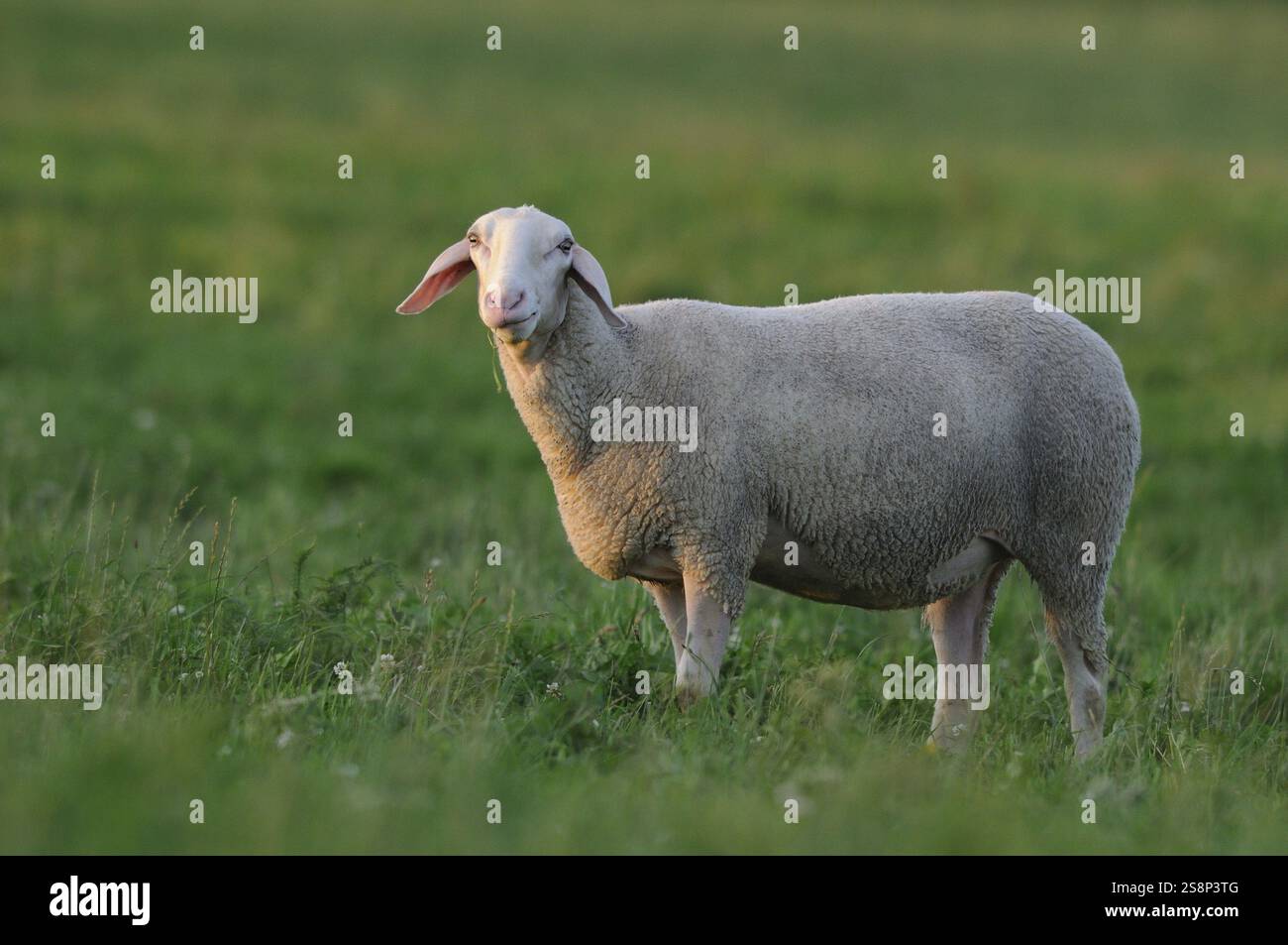 A single sheep looks slightly to the side on a green meadow in the ...