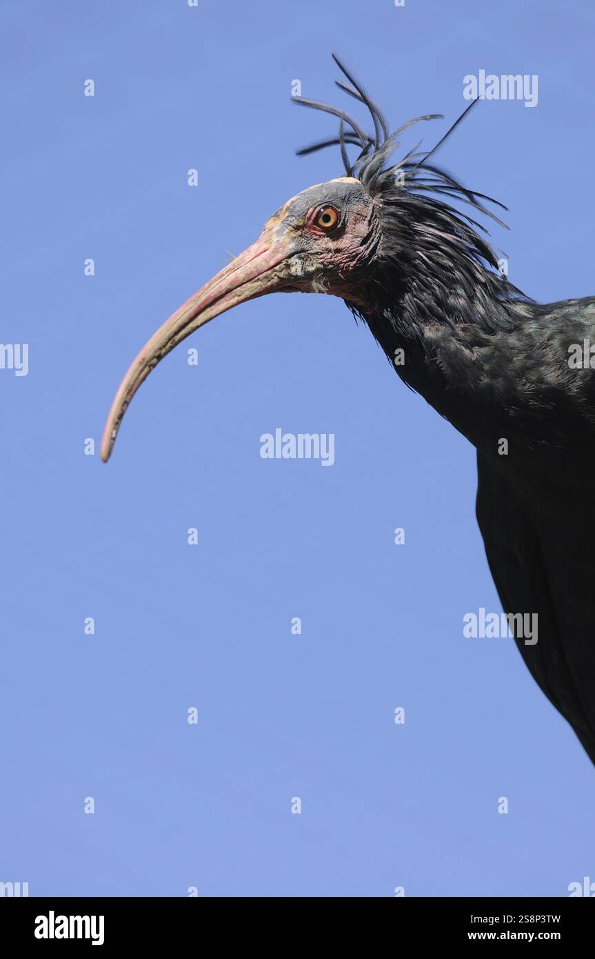 Profile of an ibis bird in front of a clear blue sky, Northern Bald ...