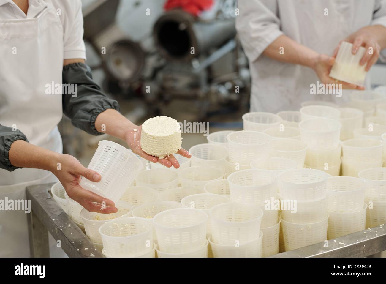 Workers preparing fresh cheese in factory, holding cheese forms and ...