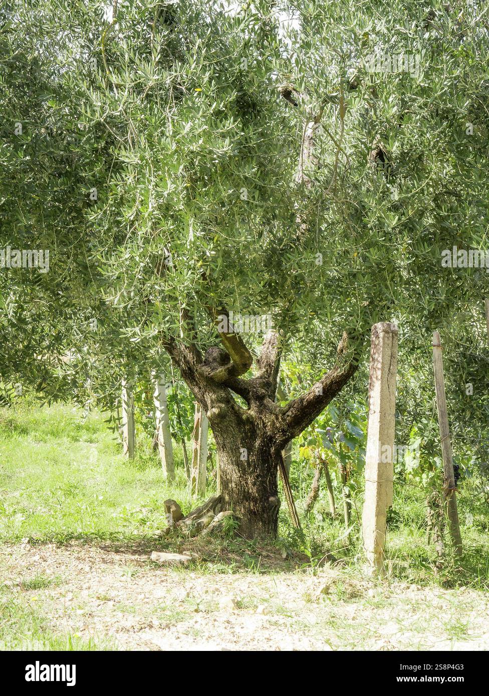 An image of olive trees in Tuscany Italy Stock Photo - Alamy